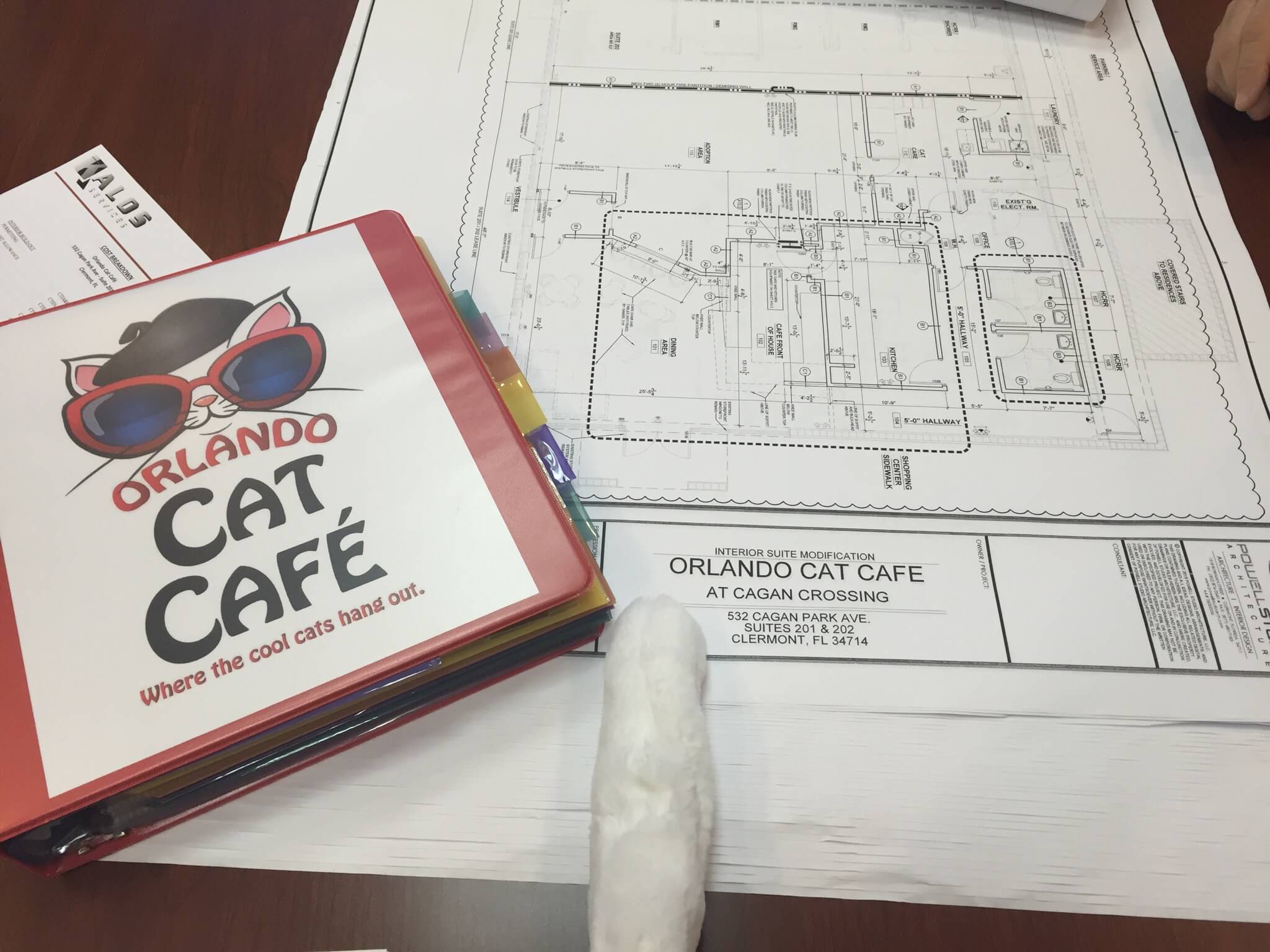 Paperwork, Paperwork and More Paperwork - Orlando Cat Café