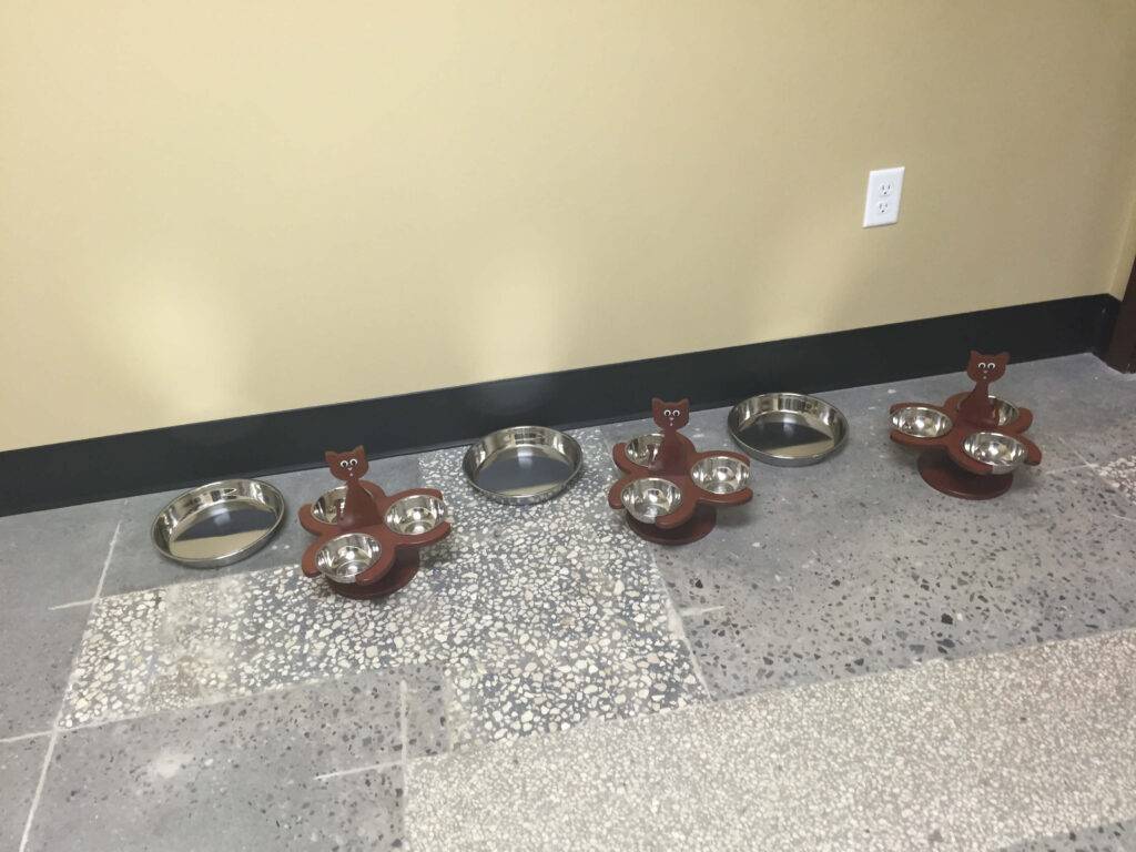 More Activity Than You Can Shake a Stick At! - Orlando Cat Café