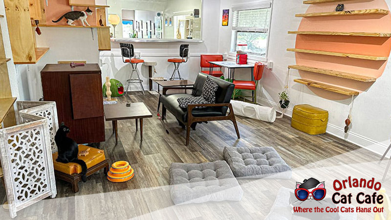 Orlando’s Cat Cafes: Helping Cats and Communities Thrive